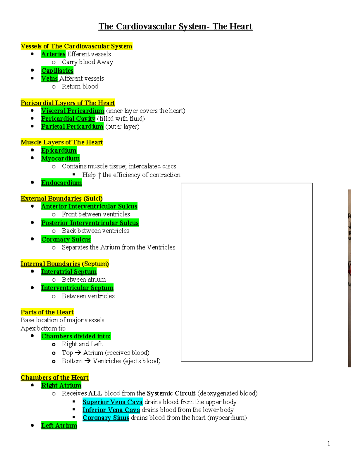 Cardiovascular System Overview: Anatomy, Phases, and Function - The ...