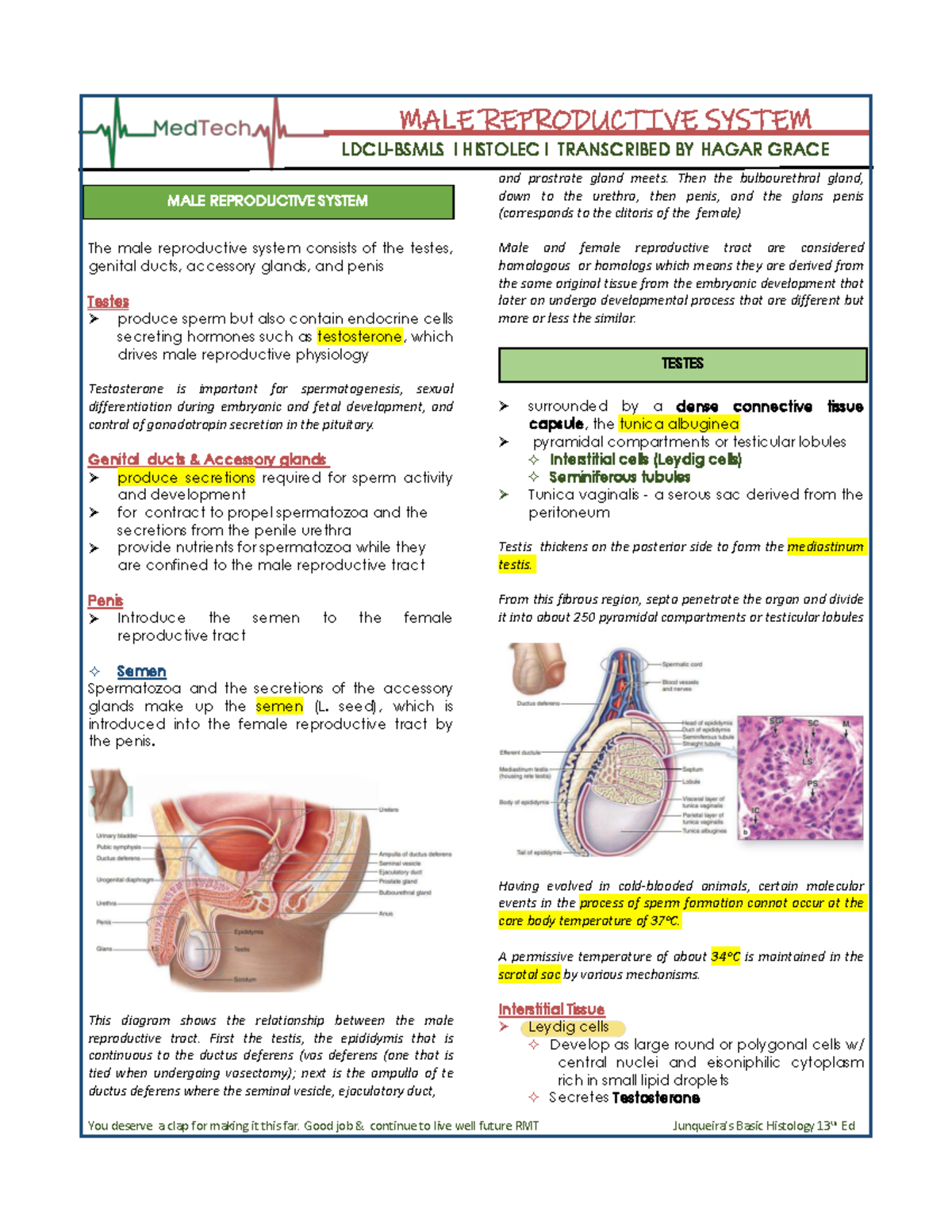 MALE REPRODUCTIVE SYSTEM: HISTOLOGY & FUNCTION (HISTOLEC) - Studocu