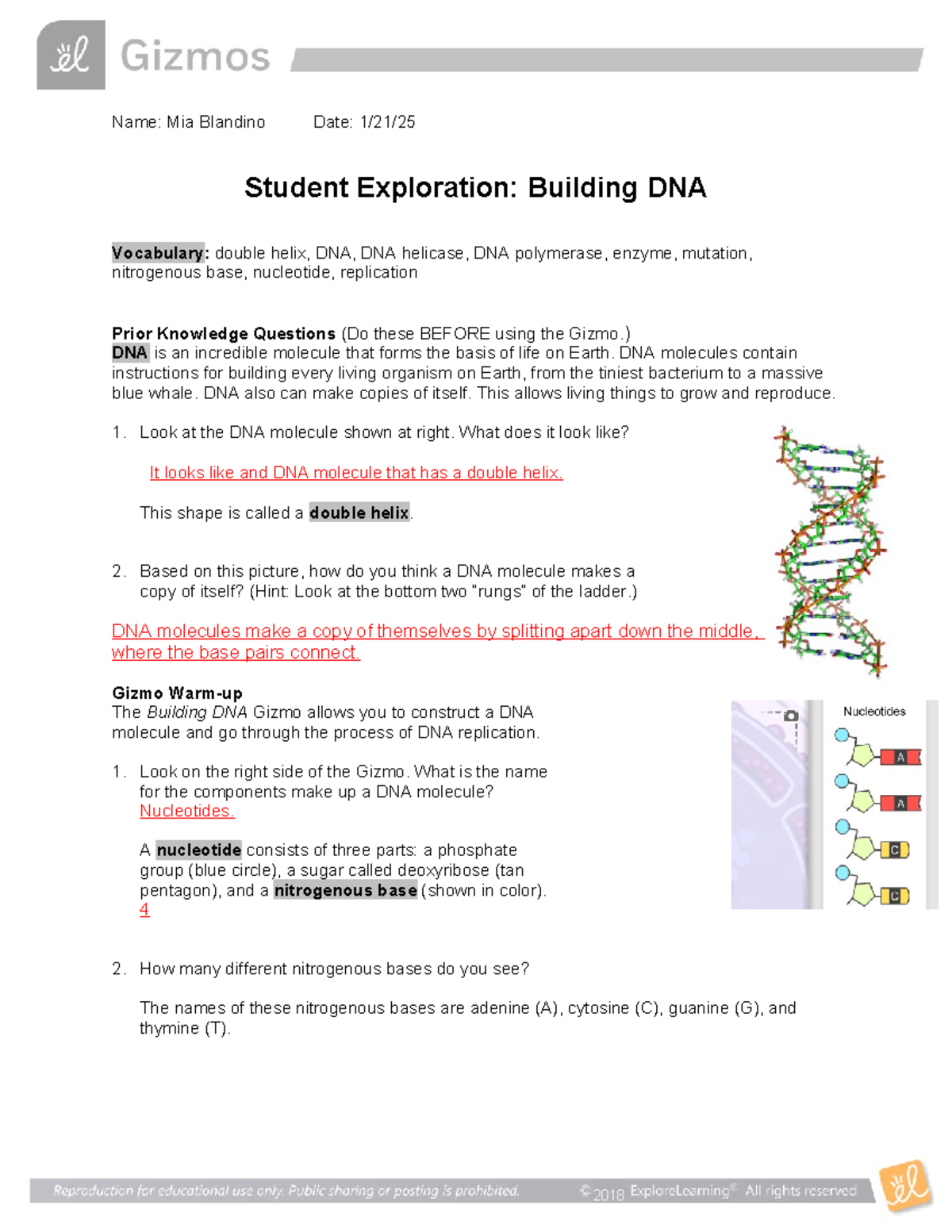 Building DNA: Exploring Structure & Replication - DNA 101 - Studocu