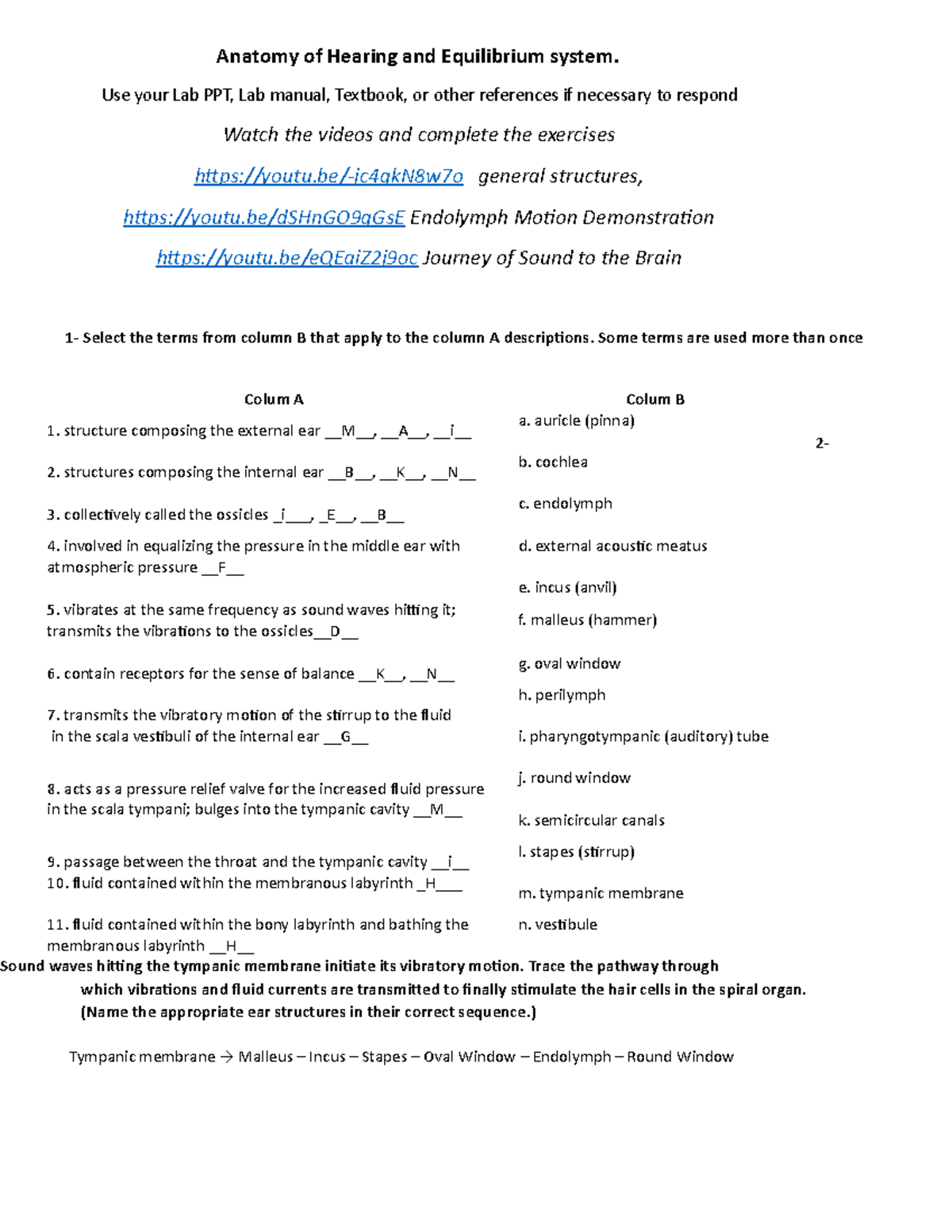 1b Anatomy of the Hearing & Equilibrium Systems Study Guide - Studocu