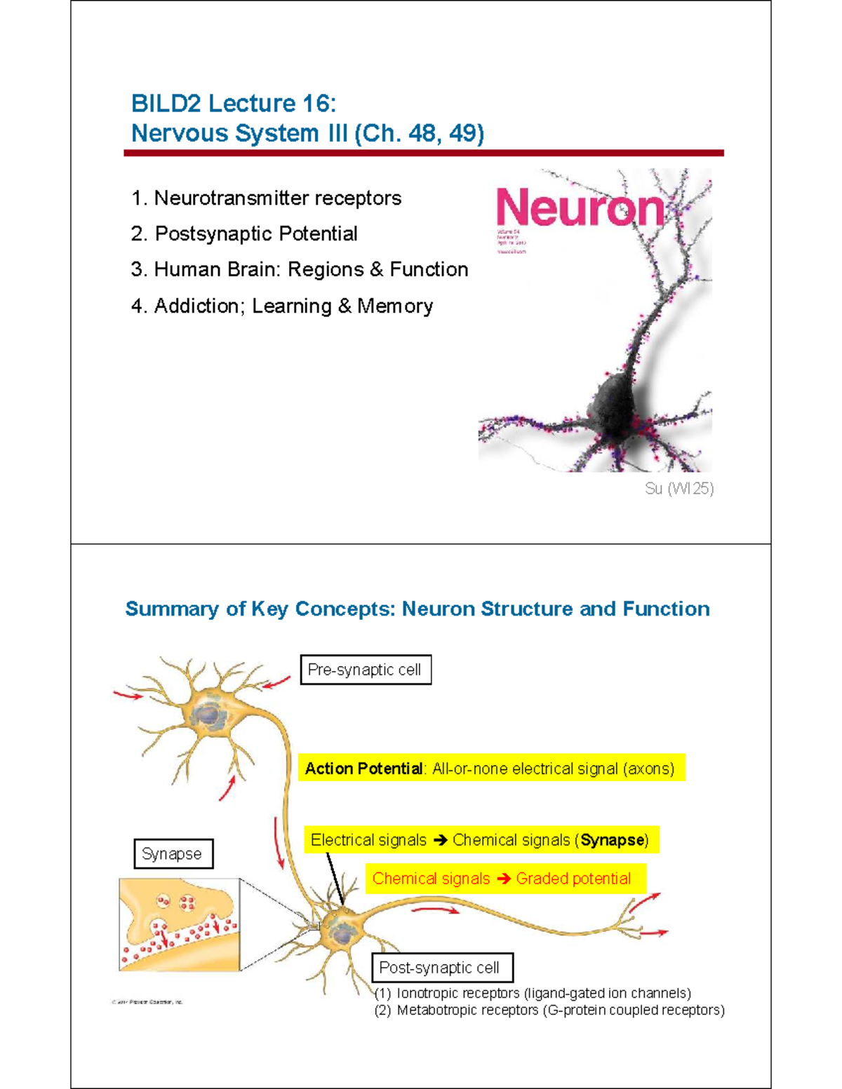BILD2 Lecture 16: Nervous System III Overview - Studocu