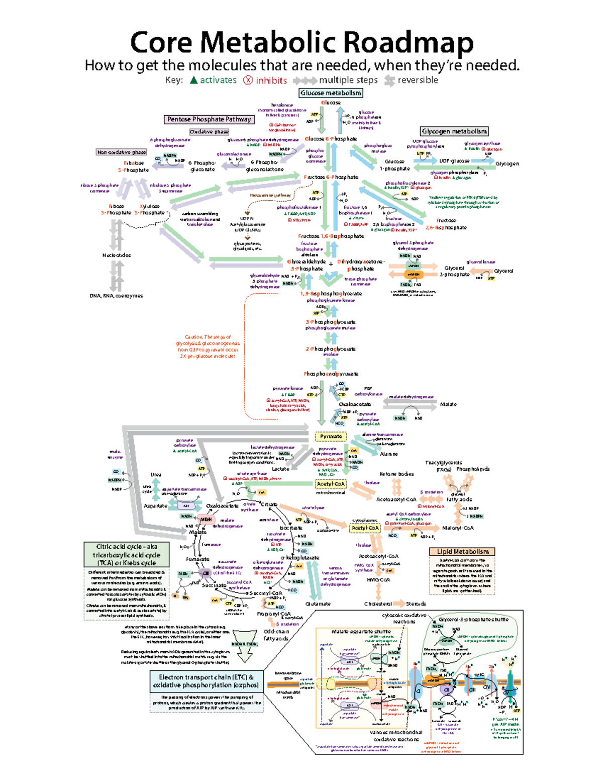 Metabolism Maps: Core Metabolic Roadmap Overview - Studocu