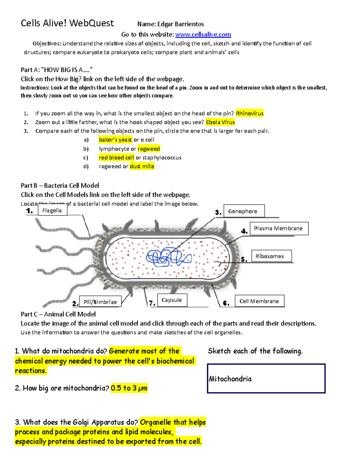 this doc is abought Cells and how theyAlive - Cells Alive! WebQuest ...