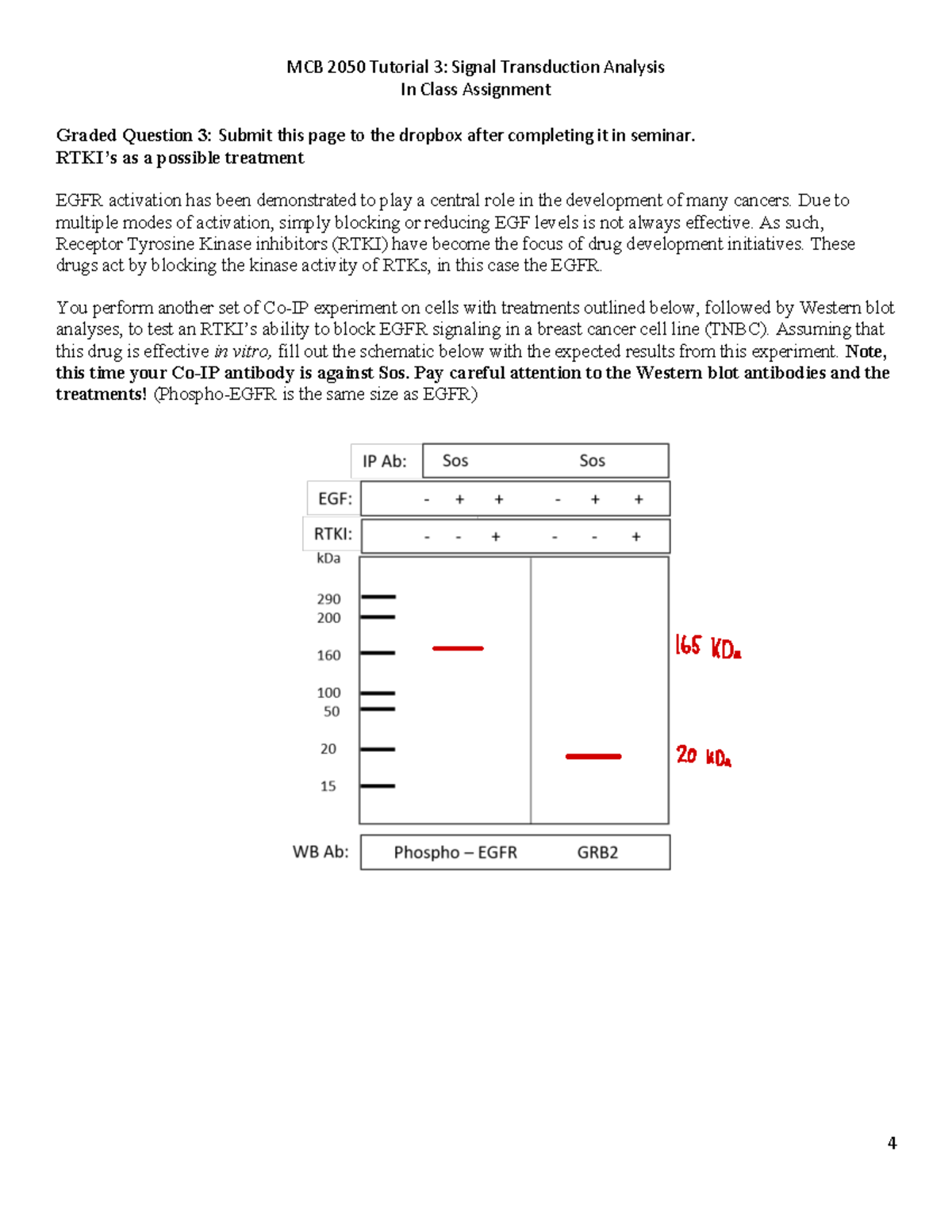 MCB 2050 Tutorial 3: Signal Transduction & EGFR Inhibition Analysis ...