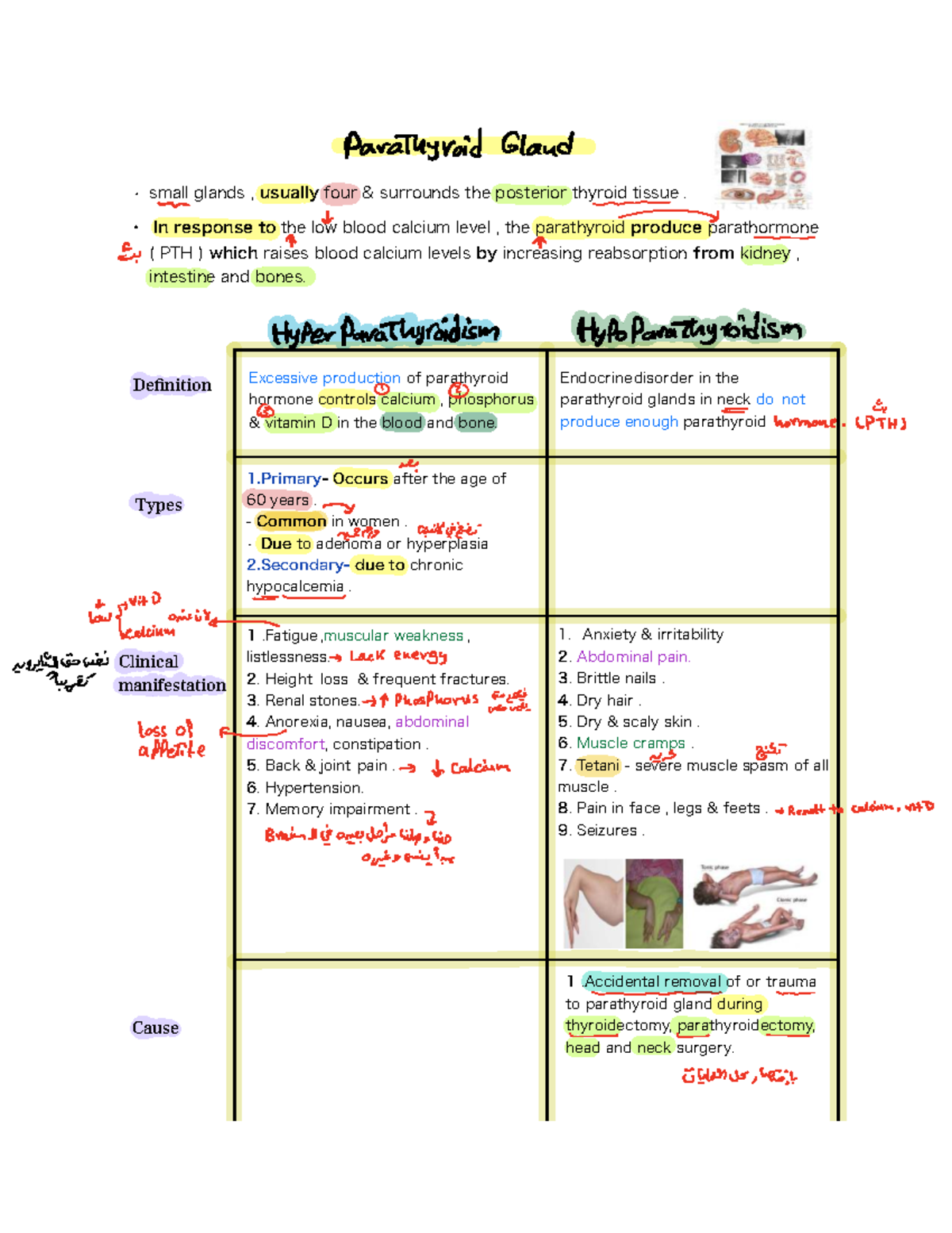 2- Parathyroid Glands: Nursing Studies Theory & Practice Insights - Studocu