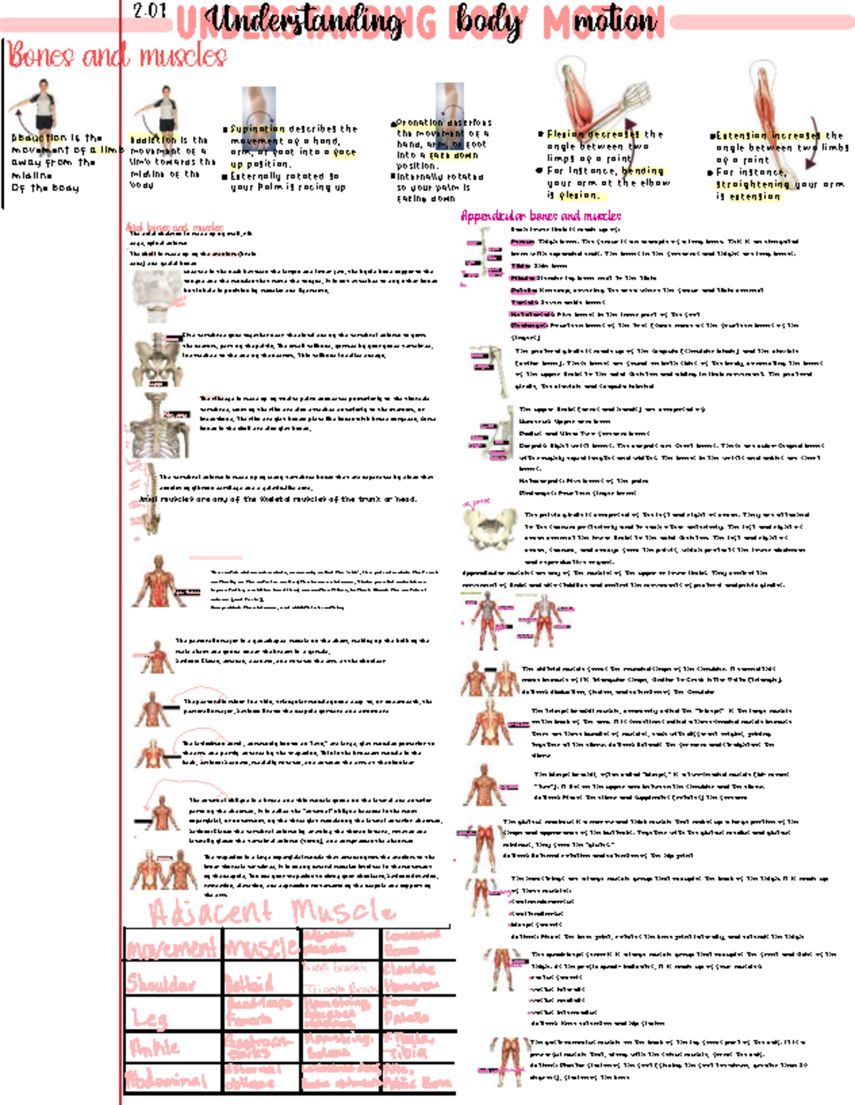 Understanding Body Motion: Bones and Muscles 2.01 Notes - Studocu