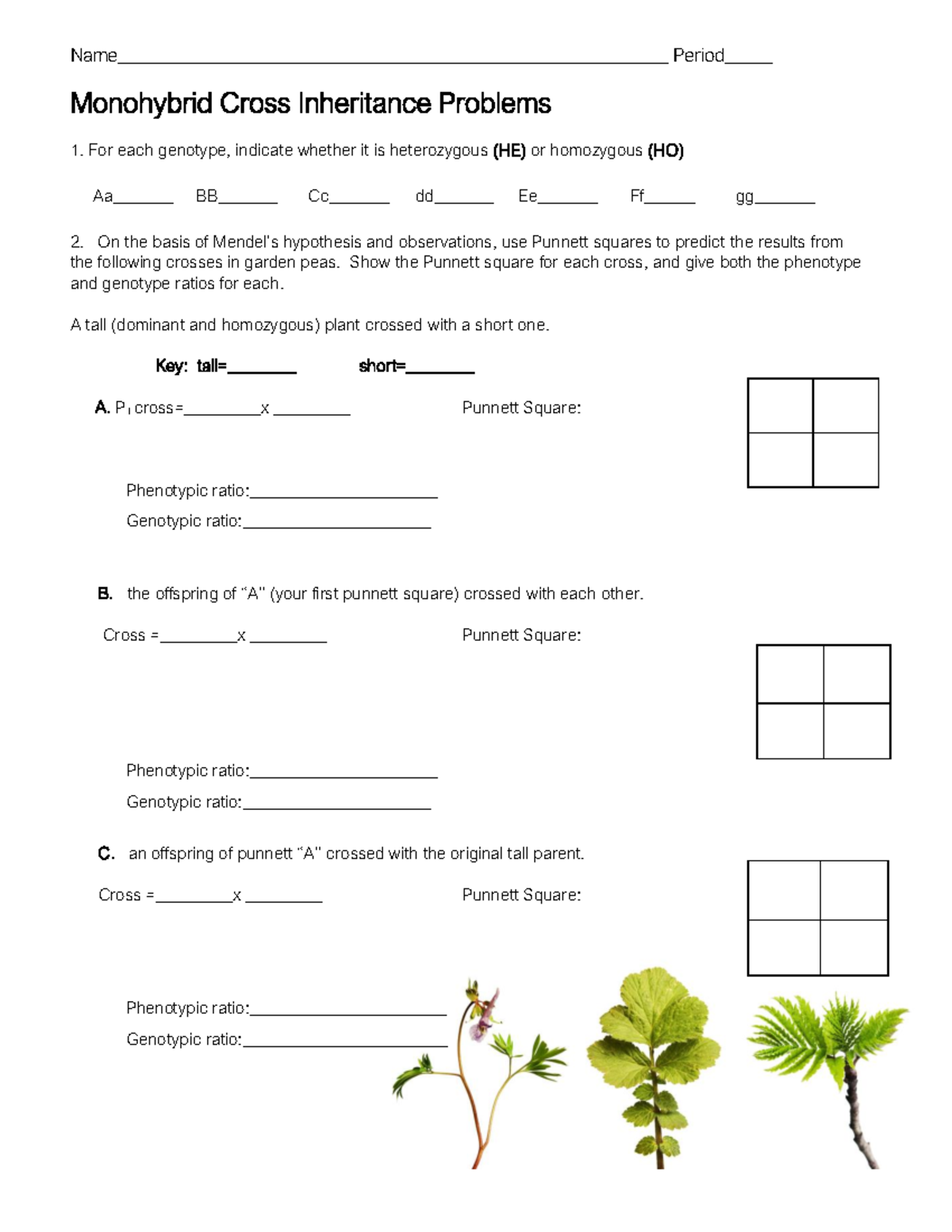 Monohybrid Punnett Square Practice for Genetics (BIO101) - Studocu
