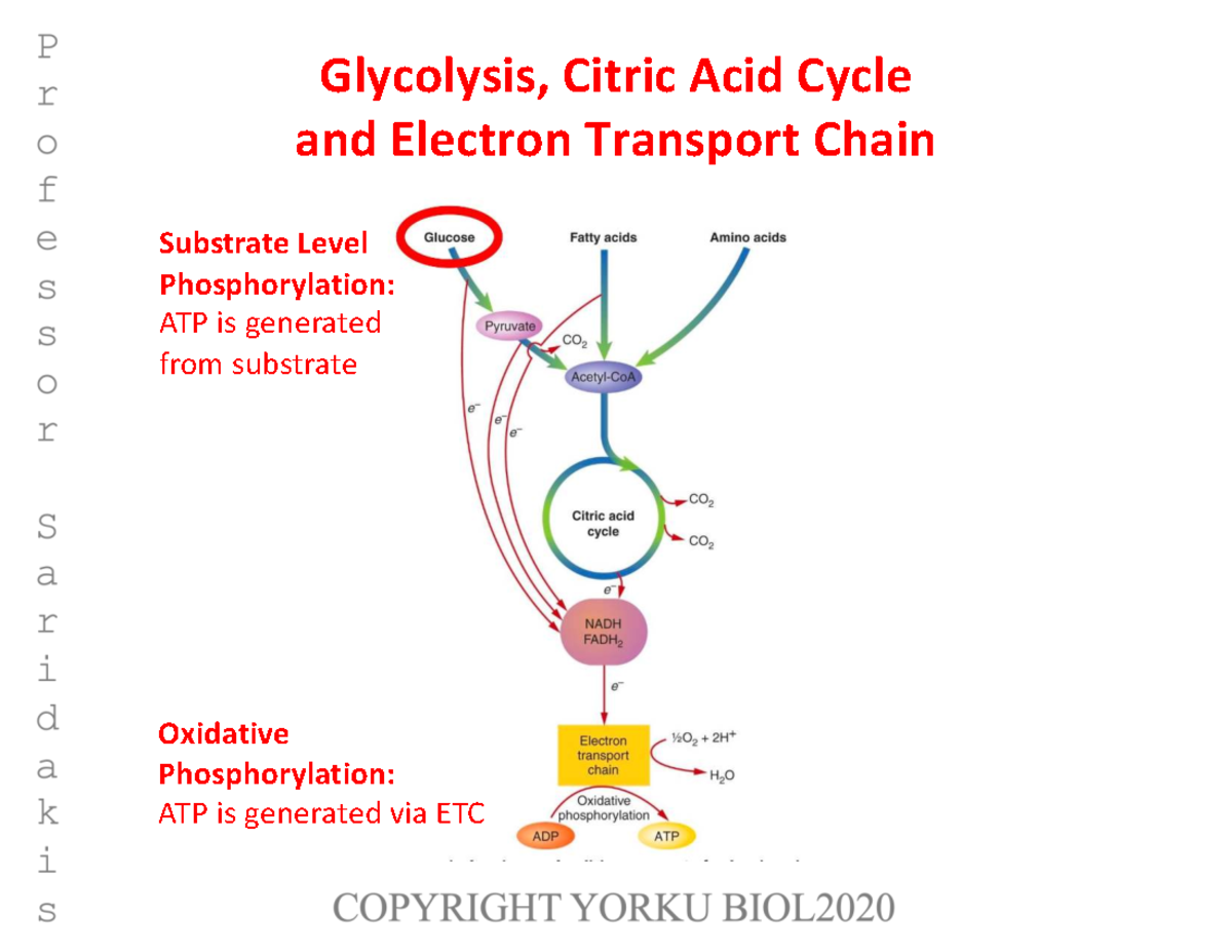 BIOL2020 Lecture 10: Glycolysis, Citric Acid Cycle & Fermentation - Studocu