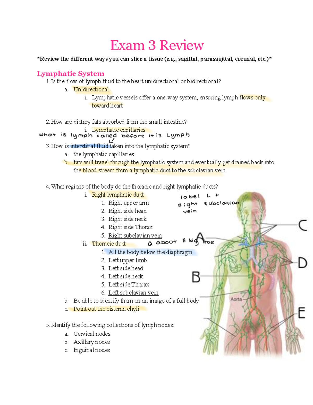 AP2 Exam 3 Review - Lymphatic & Respiratory Systems - Studocu