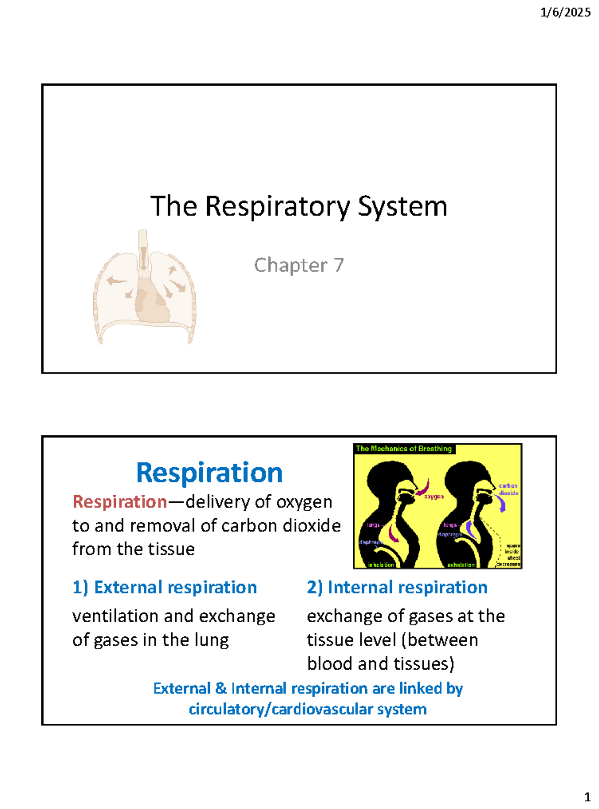 Physiology of Oxygen Transport: Respiratory Regulation in BIO 101 - Studocu