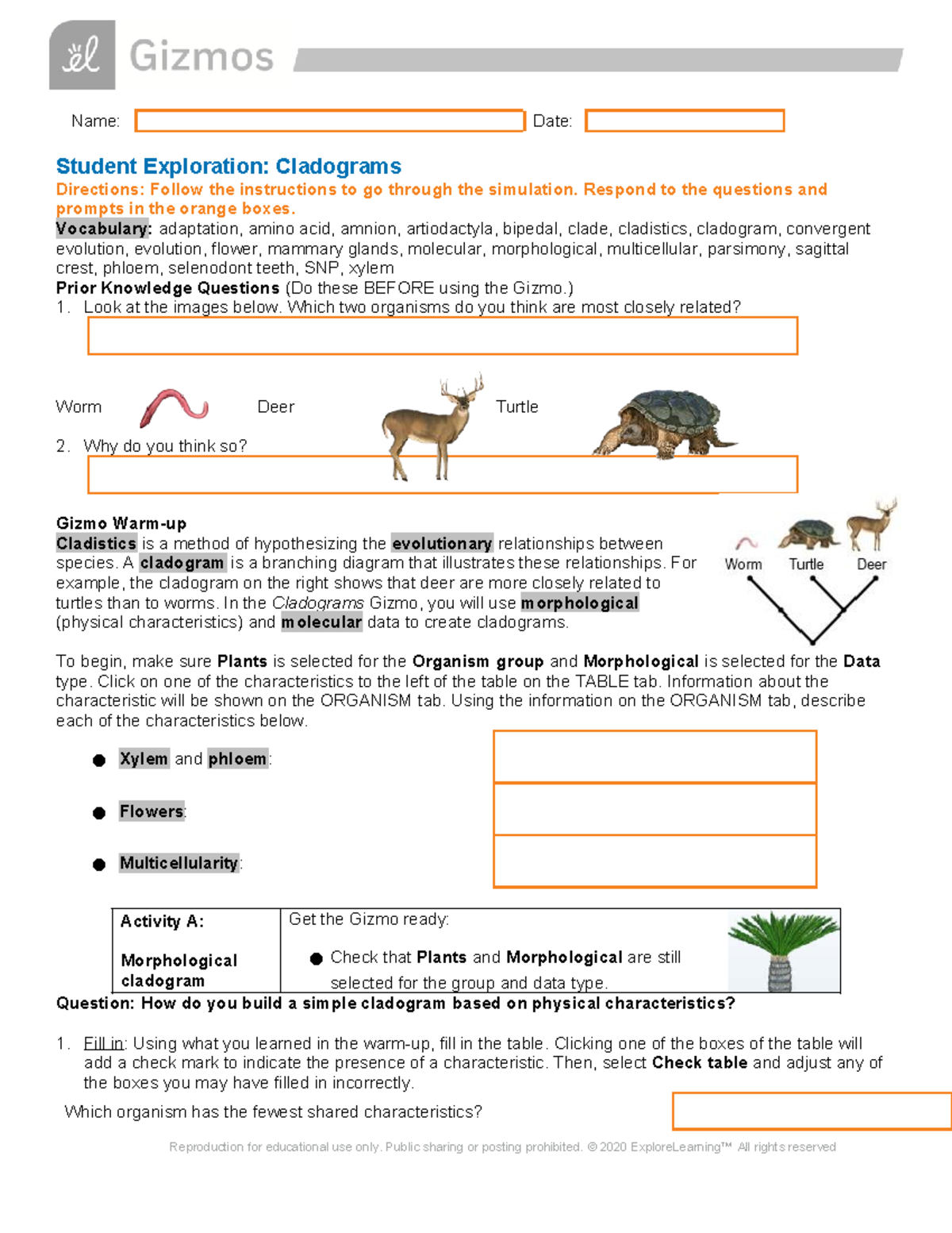 Kelsey - Cladogram Gizmo Exploration - 18434674 - Studocu
