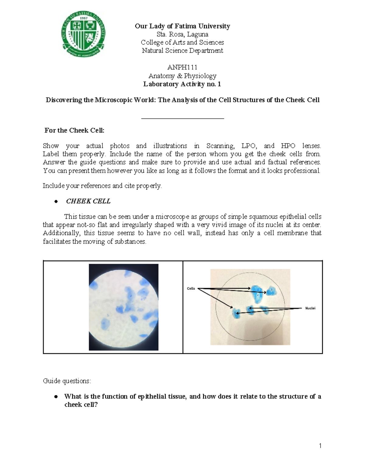 ANPH 101: Lab Report on Cheek Cell Analysis and Epithelial Tissue ...