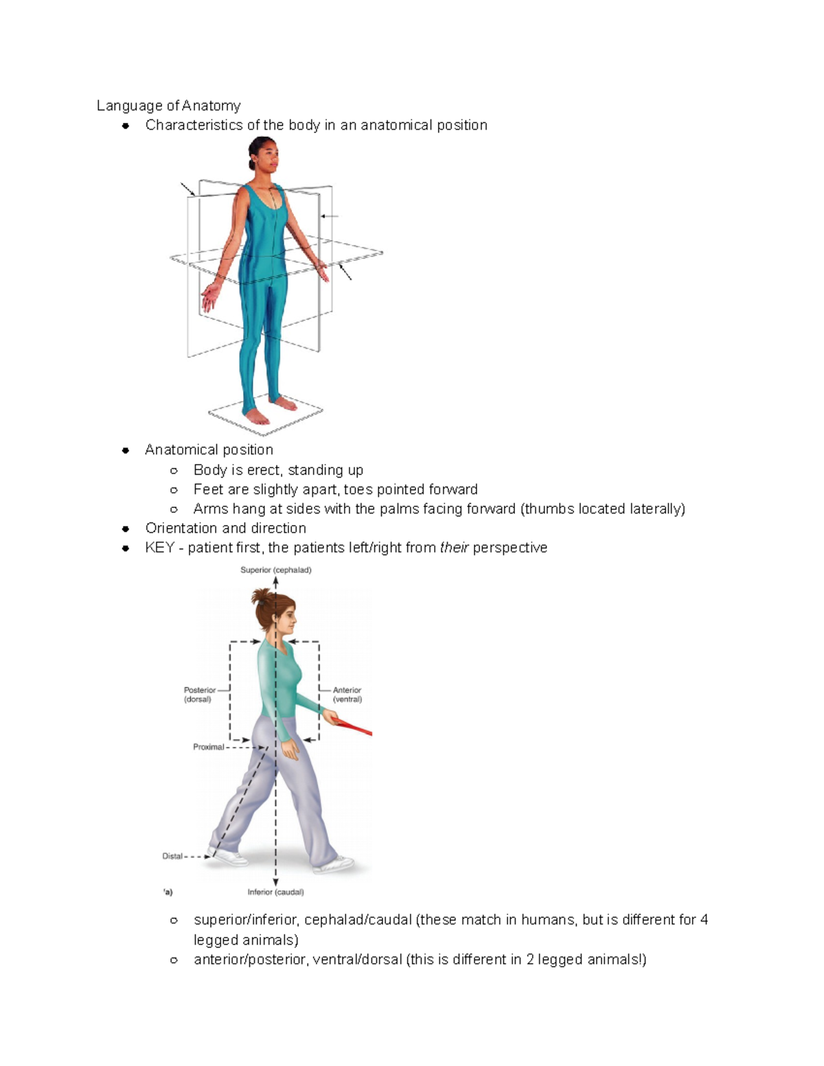 Unit 1 Language of Anatomy Lab notes - Language of Anatomy ...