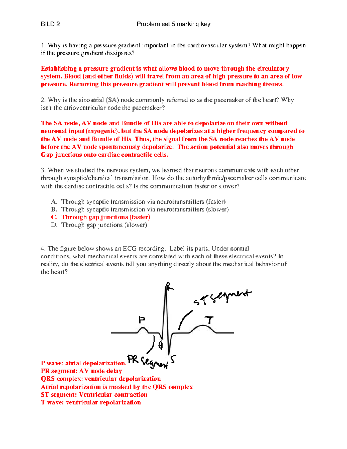 BILD 2 Problem Set 5 Marking Key - Studocu