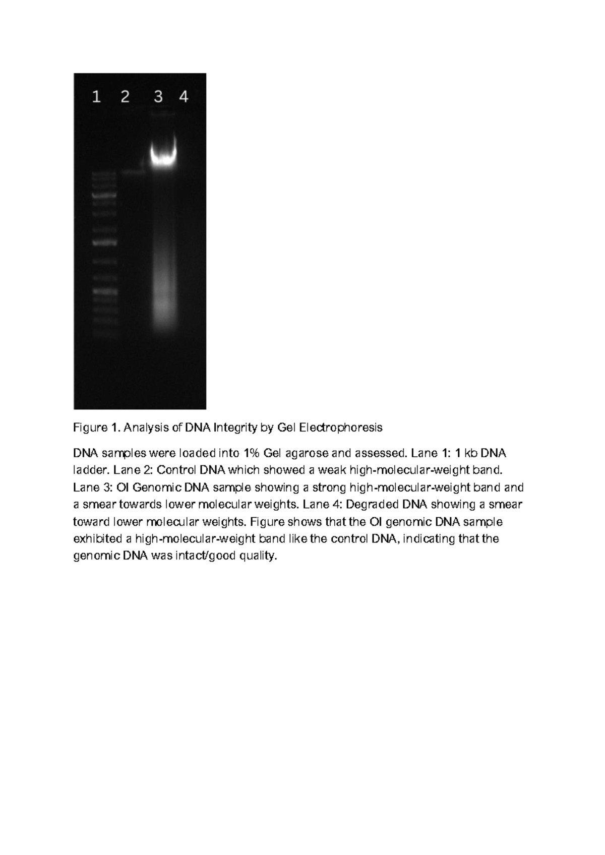 Figure Legend - DNA Integrity Analysis via Gel Electrophoresis - Studocu