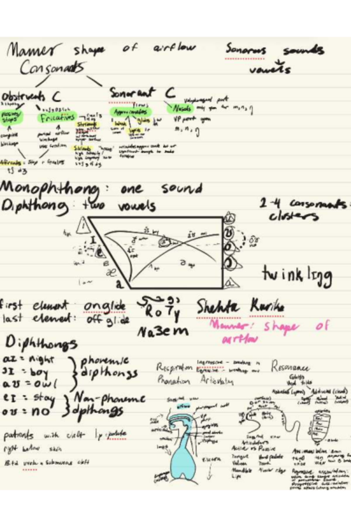 Vowel Quadrilateral & Diphthongs Anatomy Notes SZ303CVH - Studocu