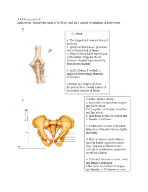 Bio Anatomy - Skeletal System Module - Lesson 8 Skeletal System ...