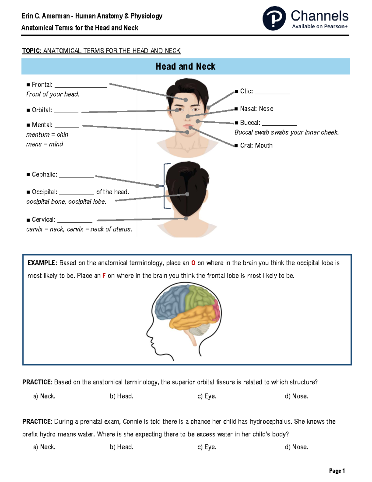 Anatomical Terms for the Head and Neck - Worksheet (ANAT 101) - Studocu