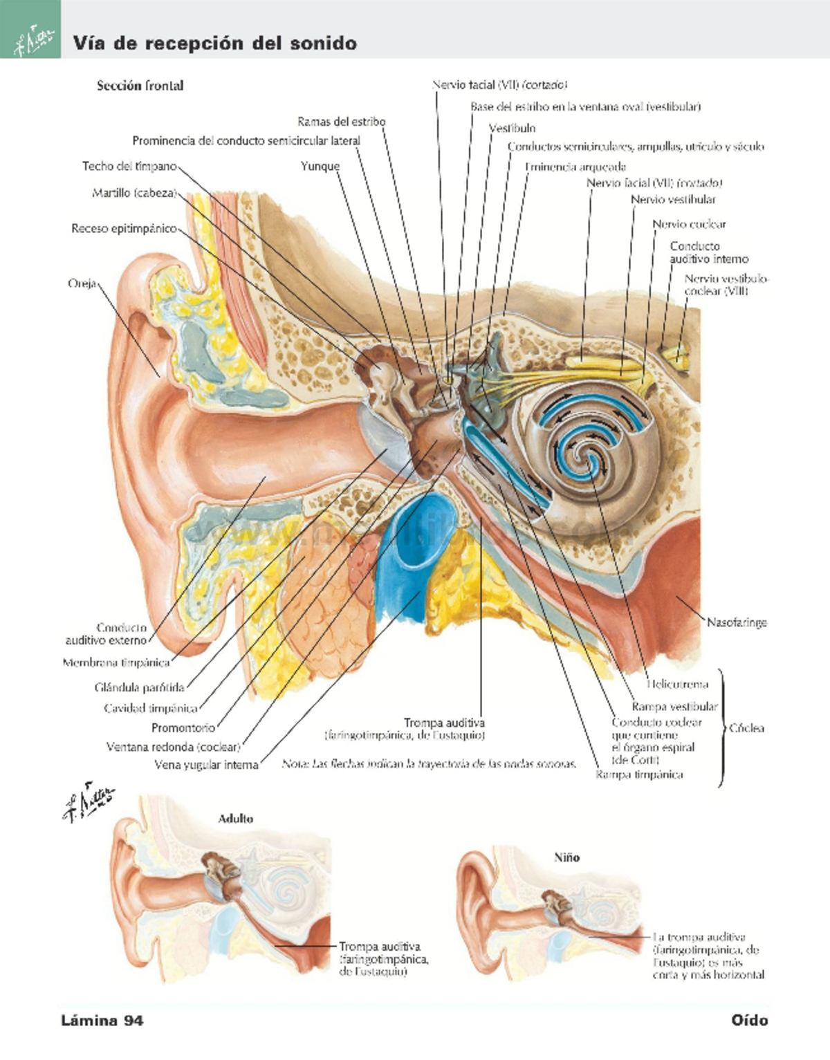Atlas de Anatomia Humana Netter 6a Oído - Vía de recepción del sonido Y ...