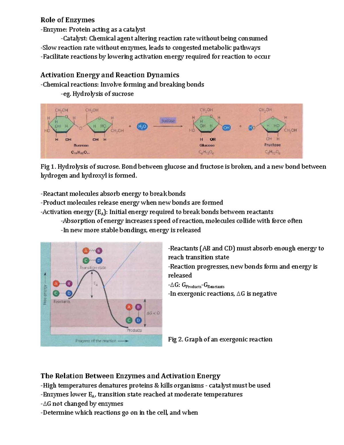 Enzyme Notes - Role of Enzymes in Catalysis and Metabolism - Studocu