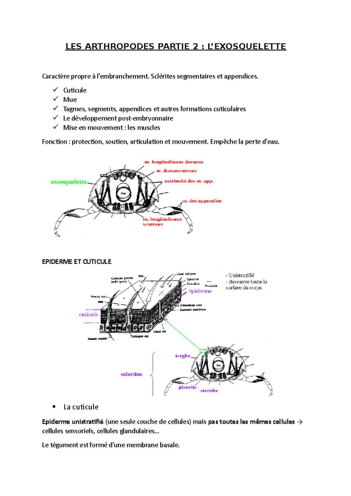 ZOOLOGIE : CM Arthropodes Partie 2 - Exosquelette et Développement ...