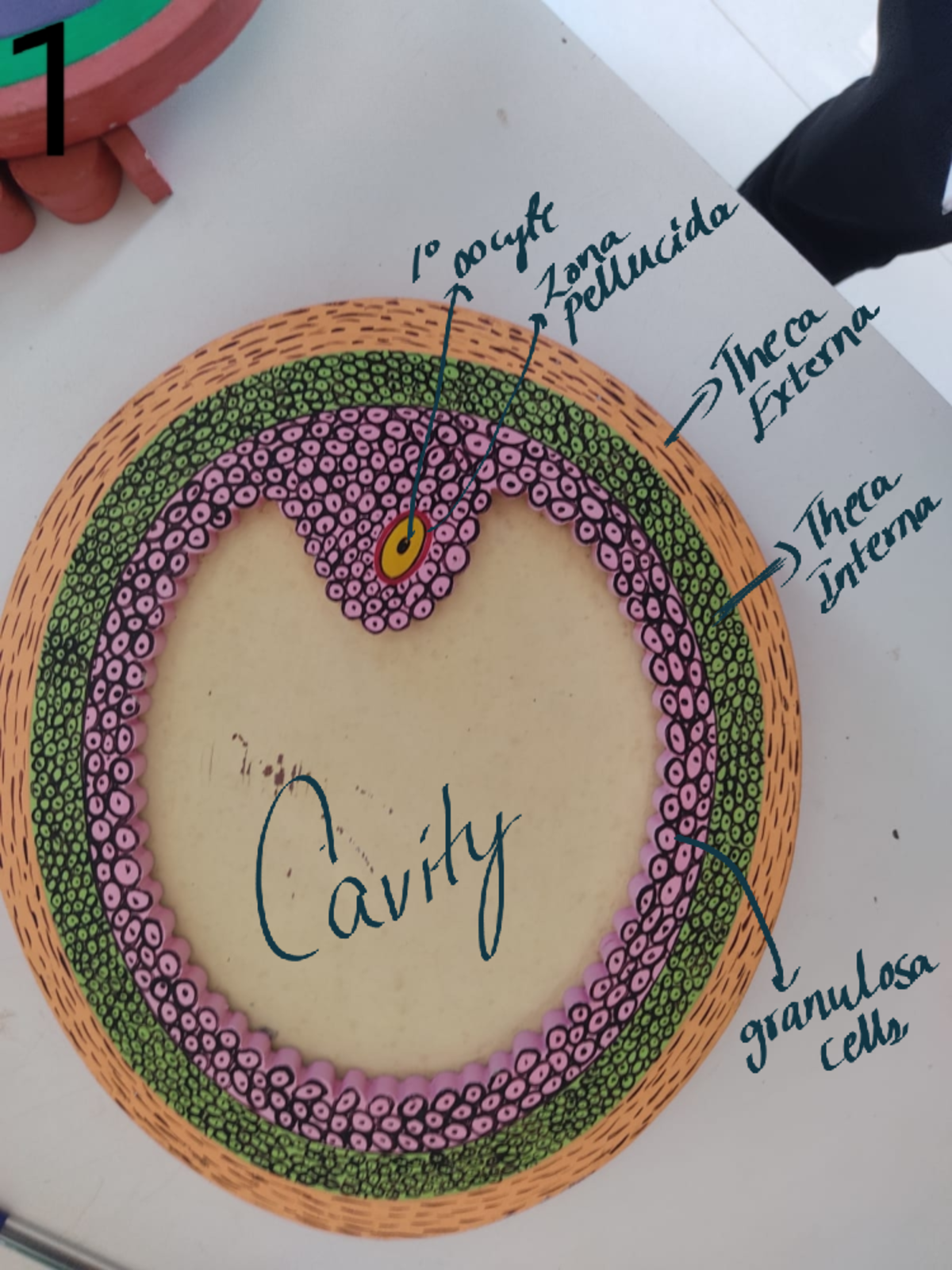 Embryology Lecture Notes: Stages of Fertilized Ovum Development - Studocu