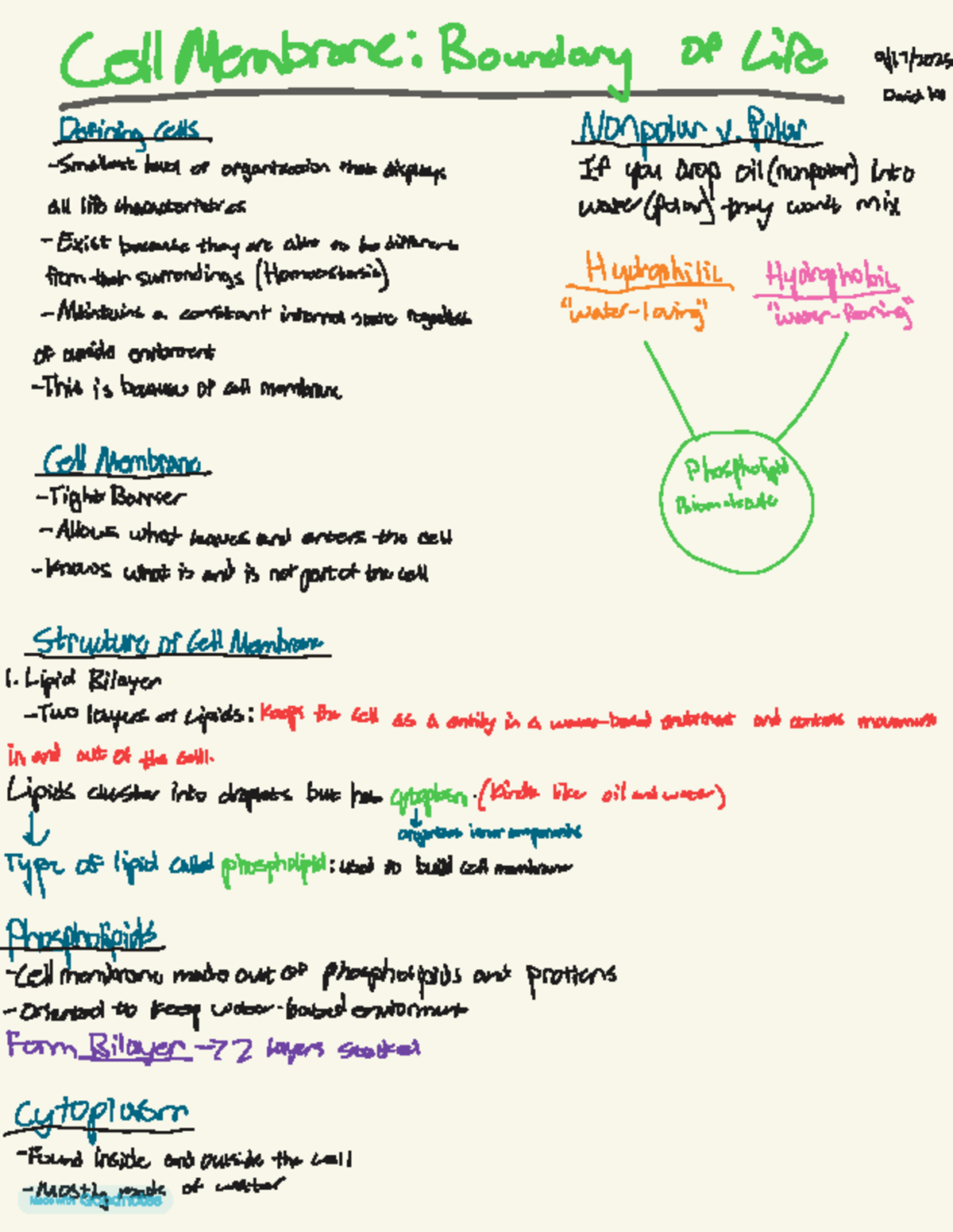 Cell Membrane Structure and Function: Key Concepts (BIO101) - Studocu