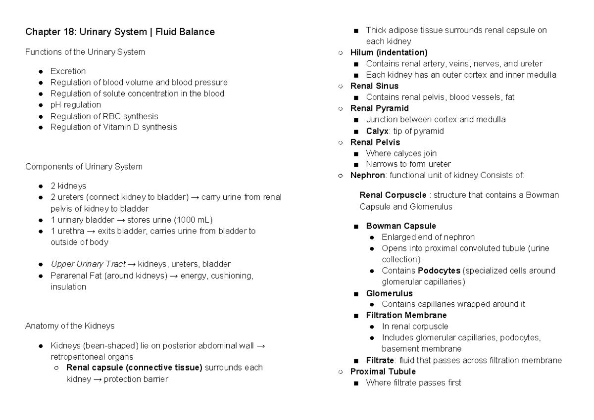 Chapter 18 Urinary System - Chapter 18: Urinary System | Fluid Balance ...