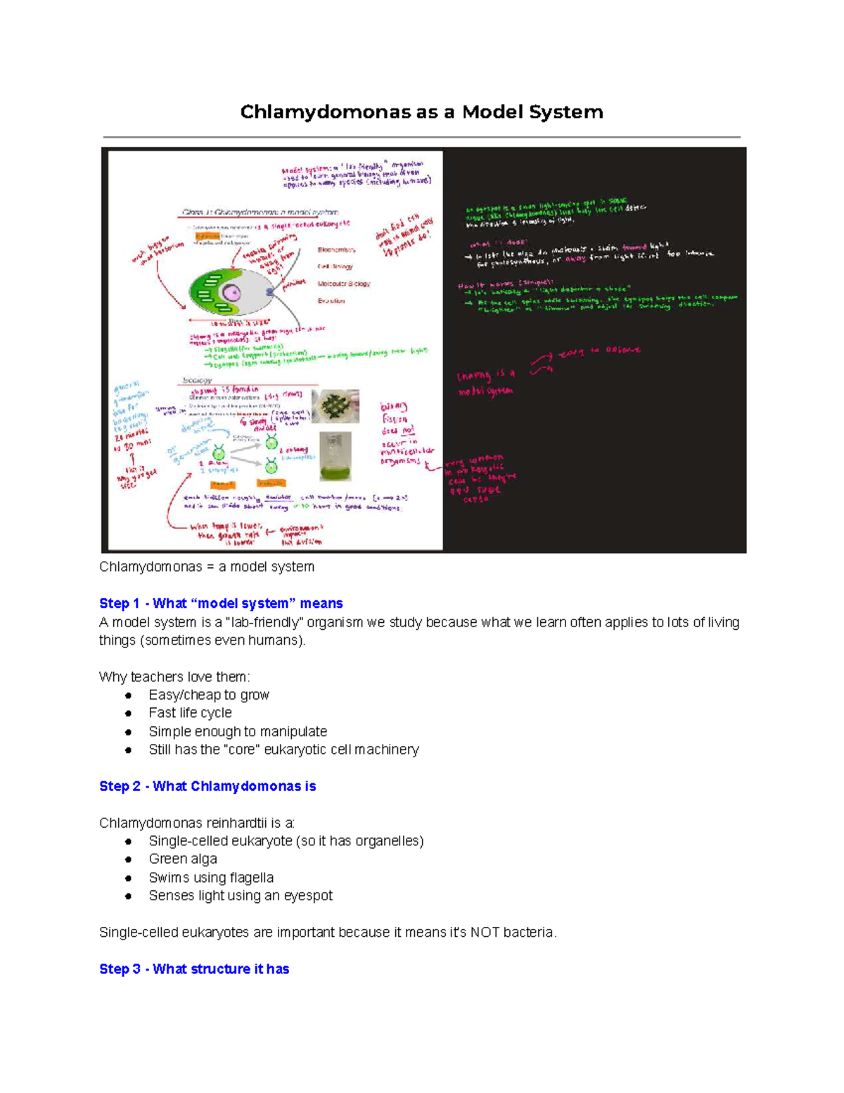 Biology 2 - Week 1-3: Chlamydomonas as a Model Organism Notes - Studocu