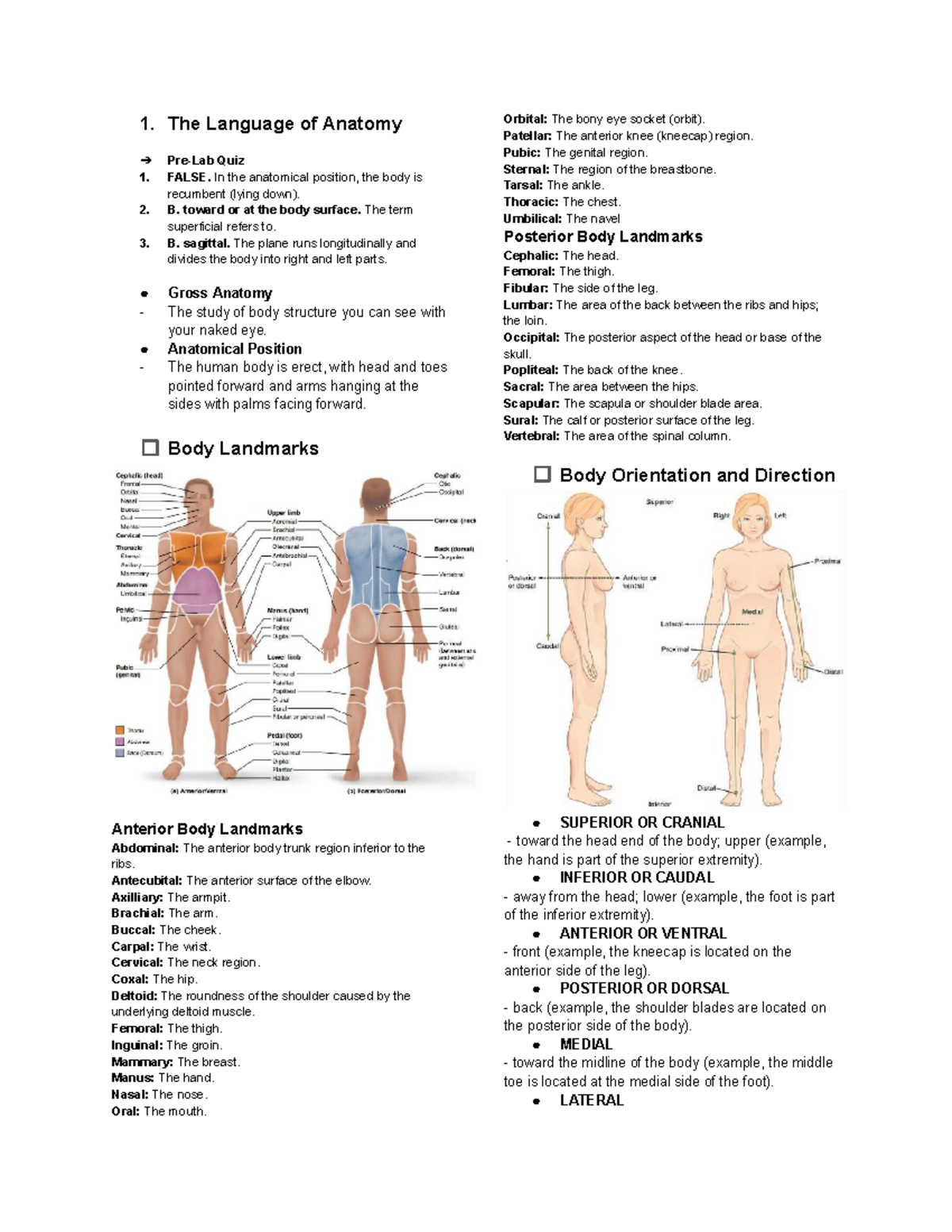 Anatomy Quiz: Understanding Body Landmarks and Positions - Studocu