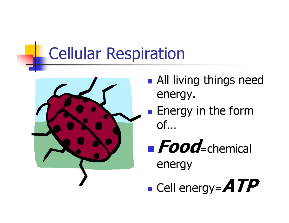 BIO101 - Cellular Respiration: Energy Production & ATP Overview - Studocu