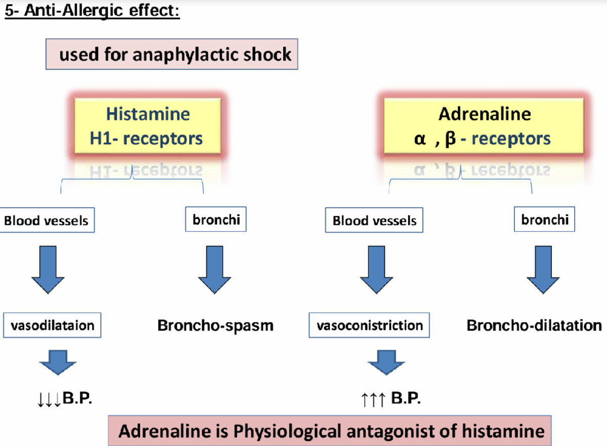 Possible drawings - Lecture of pharma1 - used for anaphylactic shock ...