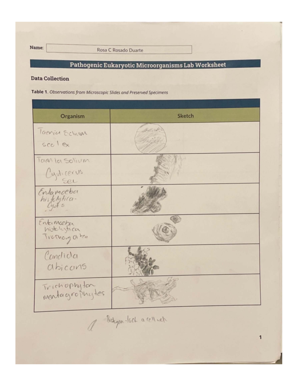 Pathogenic Eukaryotic Microorganisms Lab Worksheet (BIO 101) - Studocu