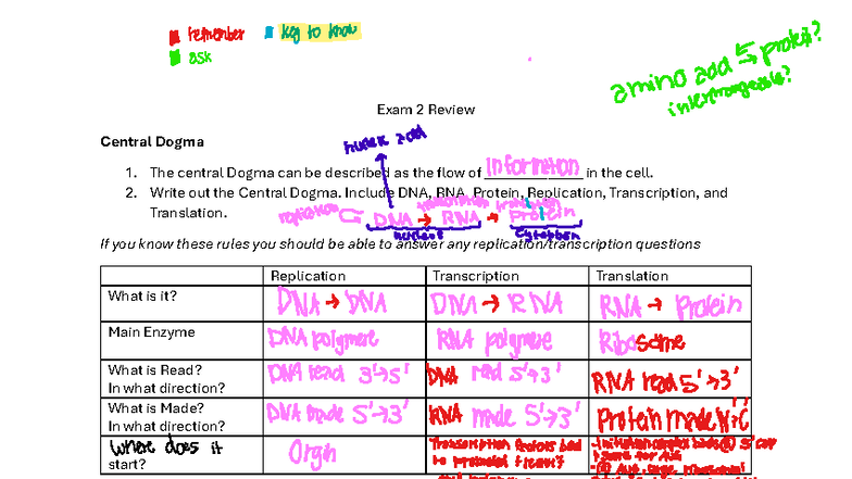 Exam 2 Review: Central Dogma and DNA Replication Concepts - Studocu