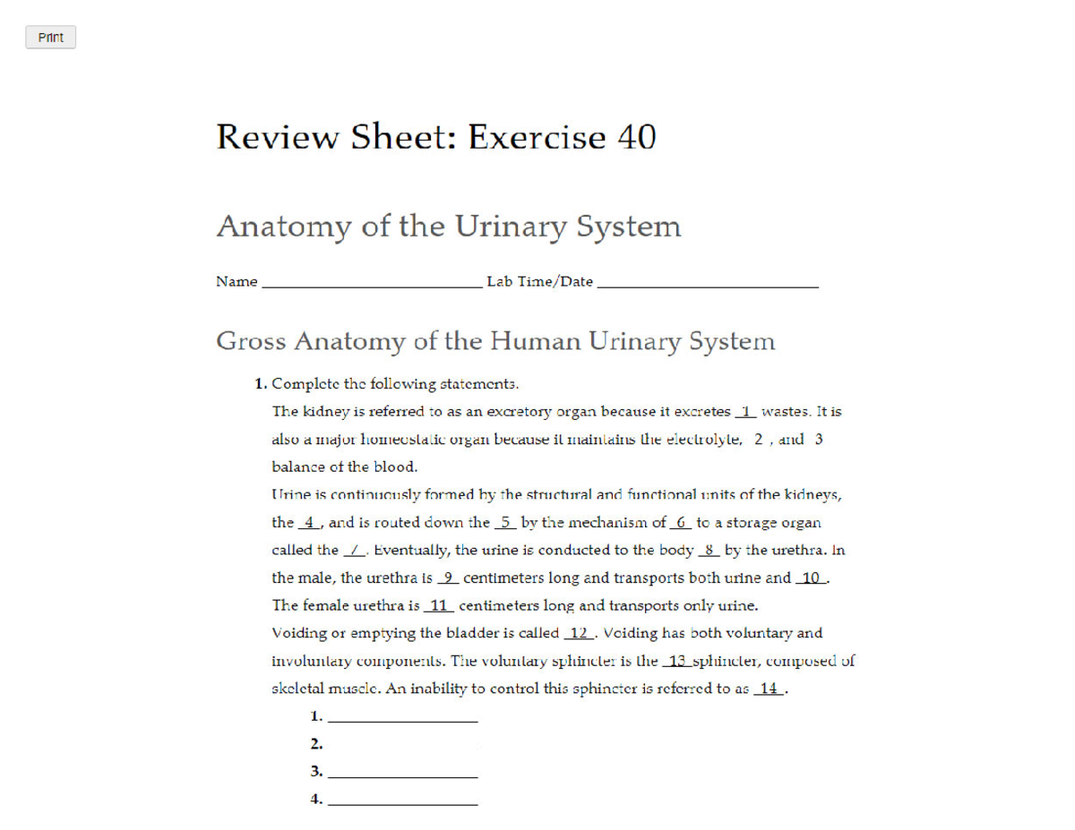 Urinary System Ex 40 Review Sheet: Anatomy and Function Insights - Studocu