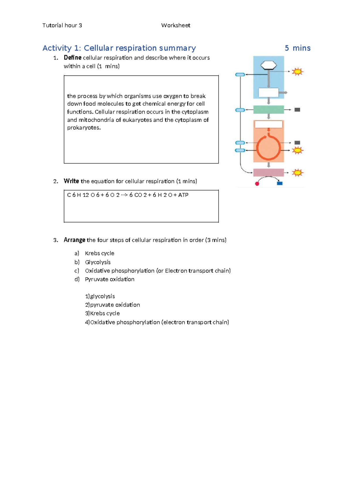 Tutorial 3 - Worksheet: Cellular Respiration & Photosynthesis Summary ...