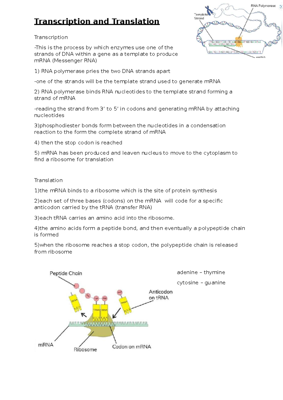 Transcription and Translation: Mechanisms and Therapeutic Implications ...