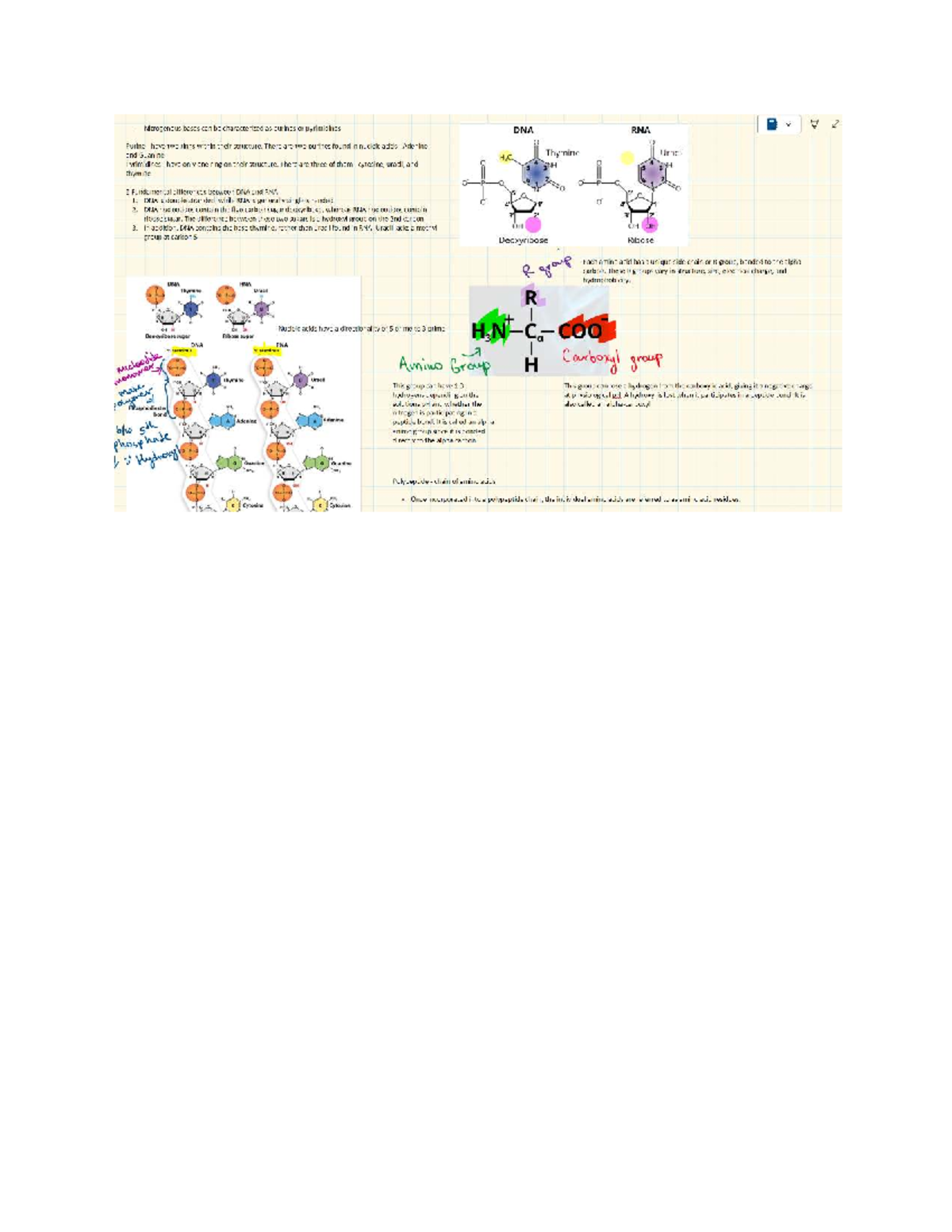 Molecular Biology 101: Intro to DNA & RNA Structure Notes - Studocu