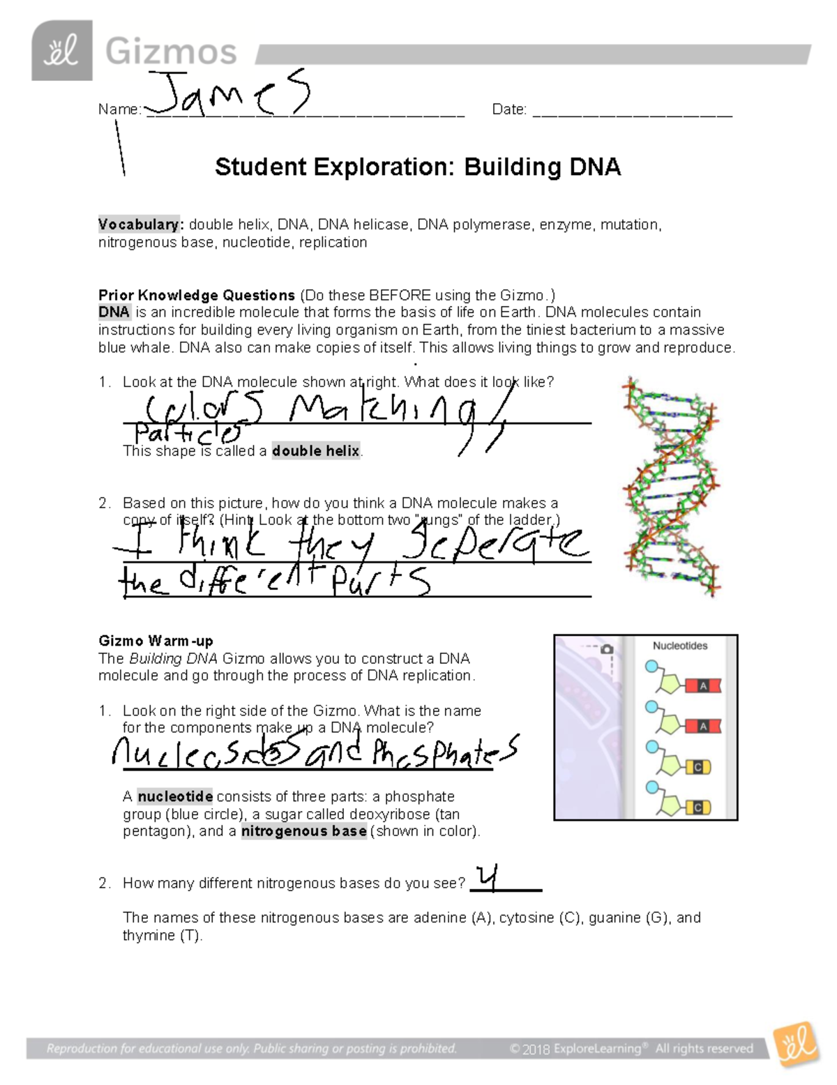 Building DNA Exploration: Structure and Replication Activities (2018 ...