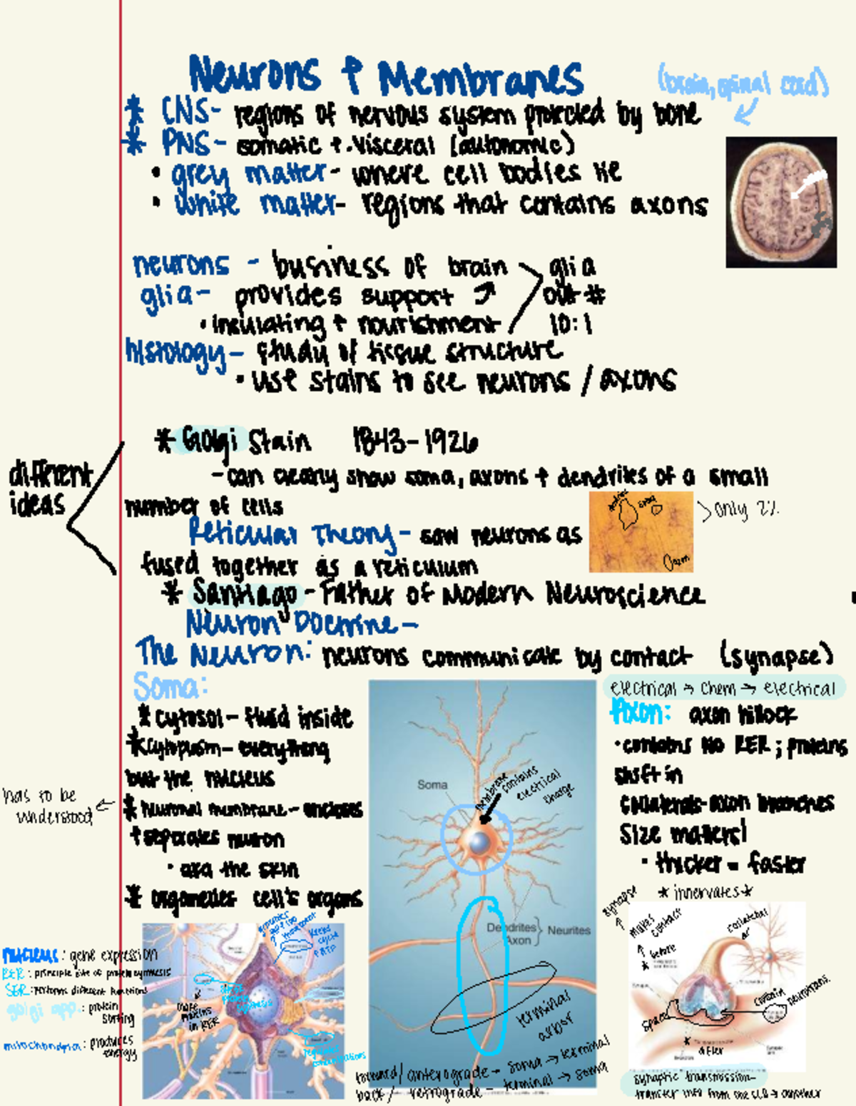 Neuroscience Basics: Neurons, Membranes, and Functions (NSC 101) - Studocu