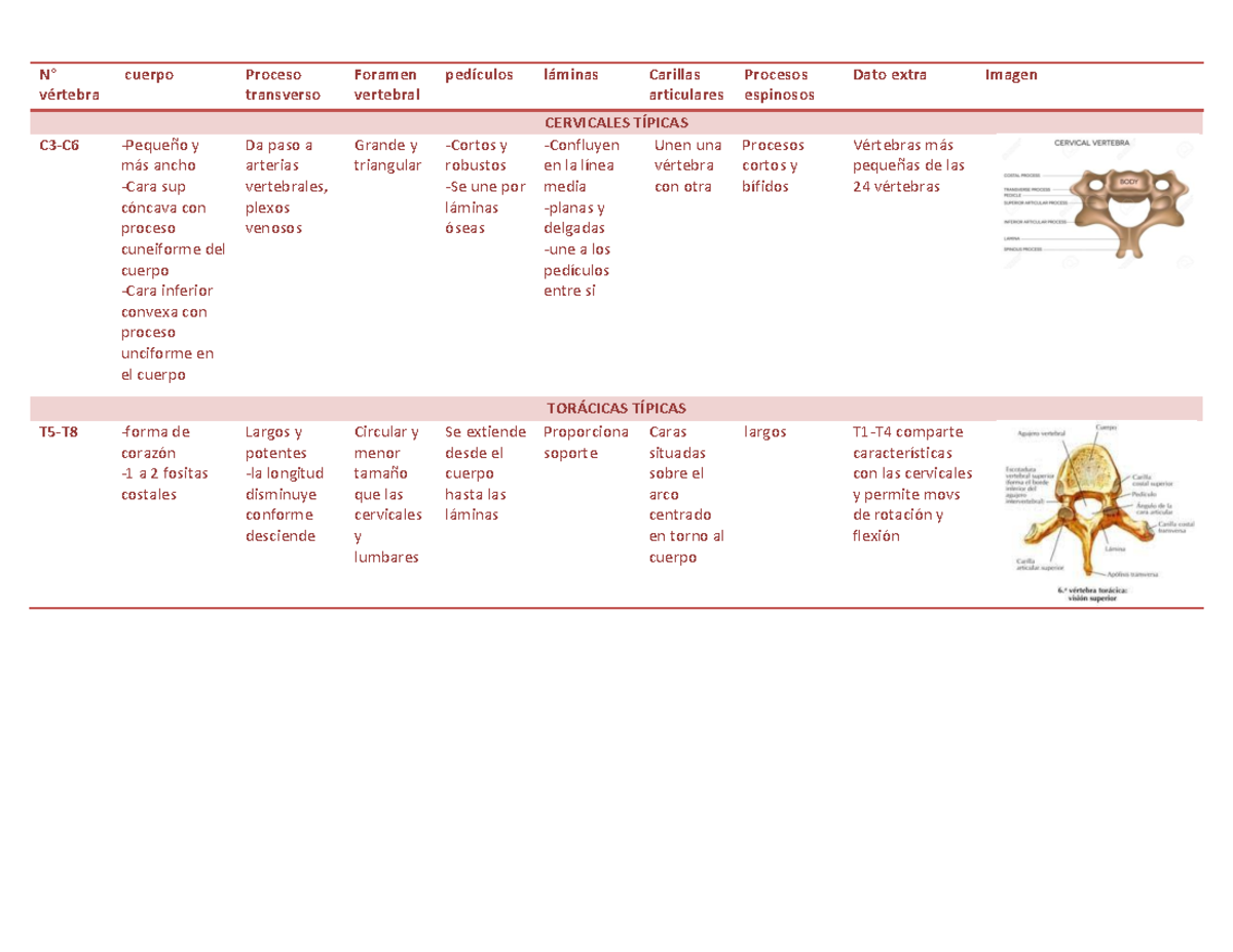 Tabla de vértebras - N° vértebra cuerpo Proceso transverso Foramen ...