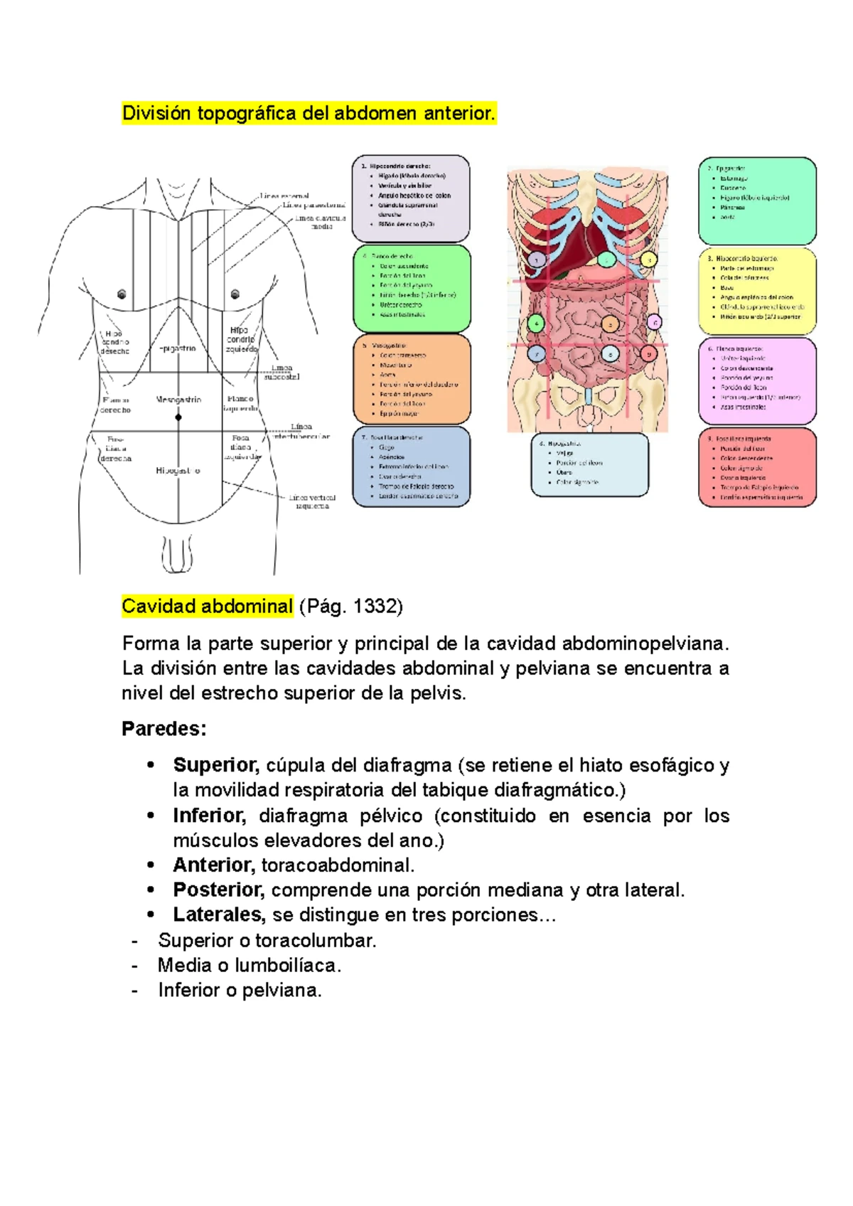Anatomía del Abdomen: Órganos Retro e Intraperitoneales - Studocu