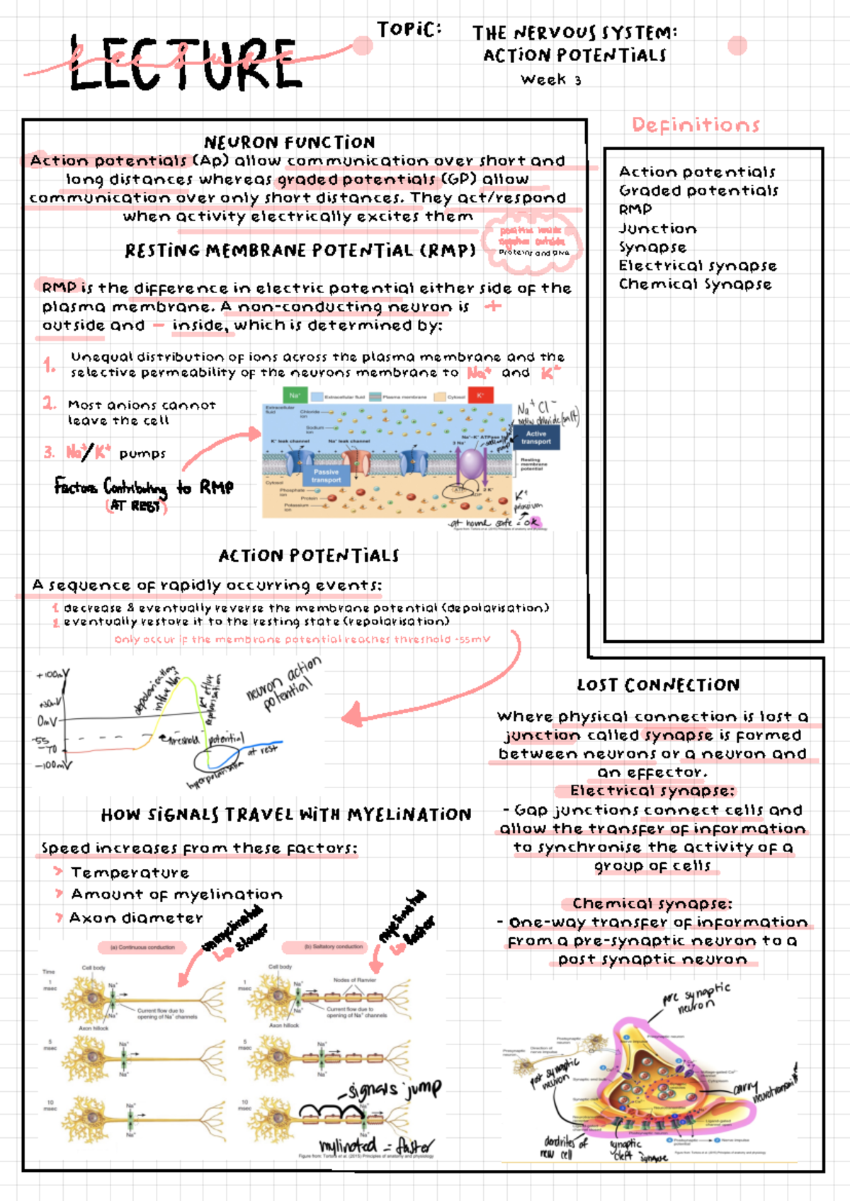 The nervous system - action potentials - T!"iC: Week Definitions - LEC ...
