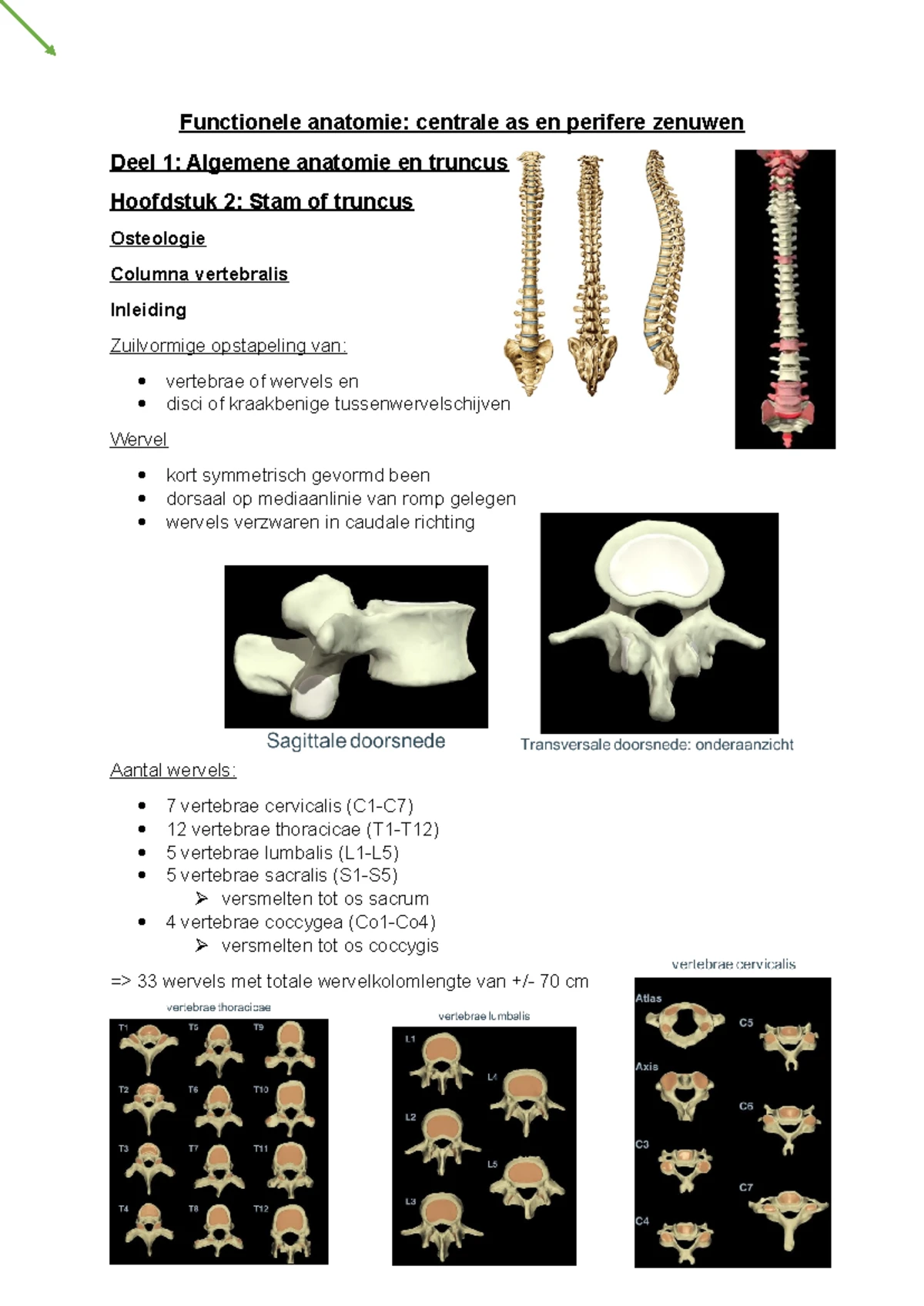 Voorbeeldexamen: Centrale & Perifere Zenuwen (Anatomie) - Studocu
