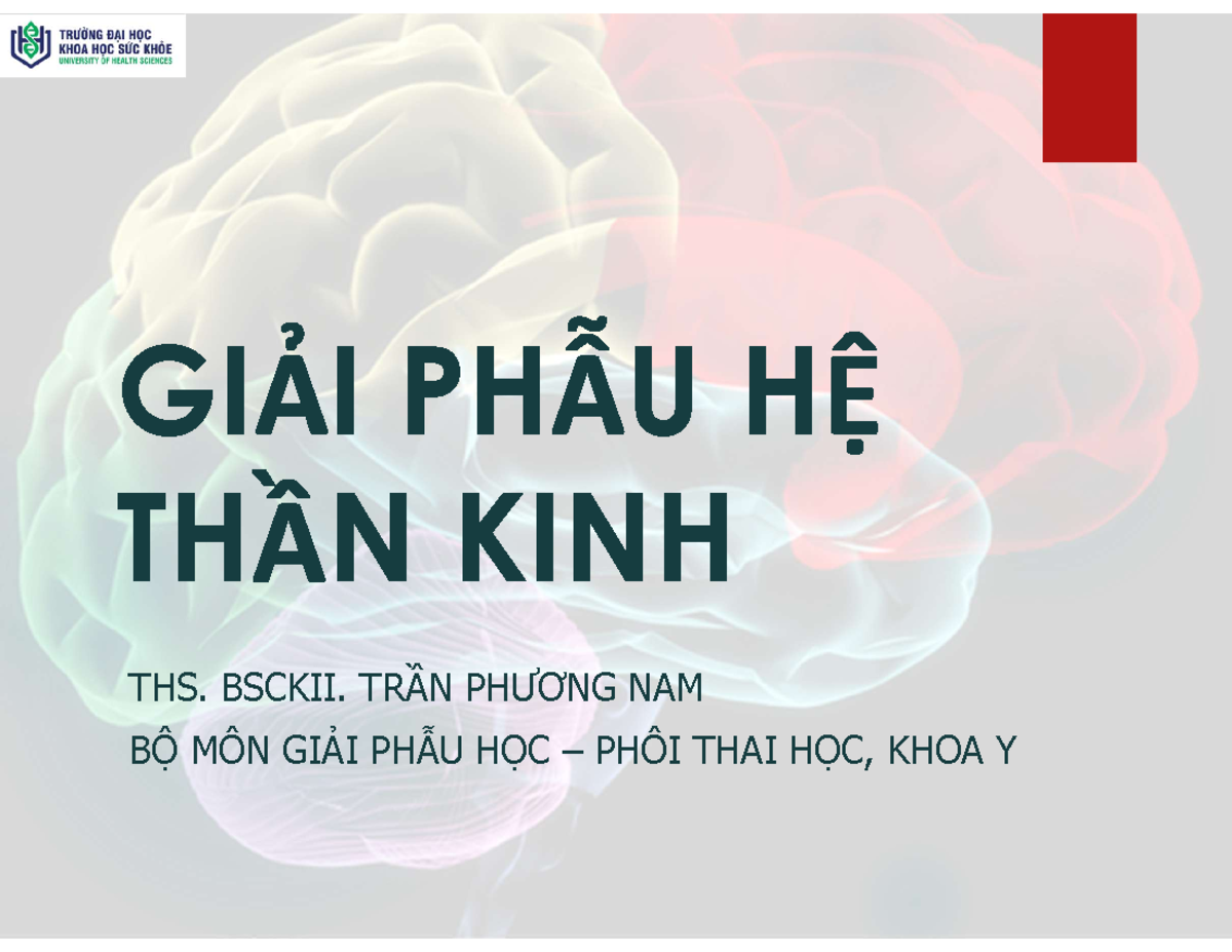 GI I PH U H TH N KINH THS: Tóm tắt Giải phẫu Hệ Thần Kinh - Studocu