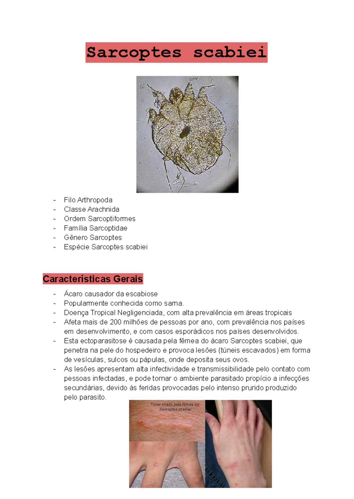 Sarcoptes scabiei: Morfologia, Ciclo, Tratamento e Profilaxia (Biologia ...
