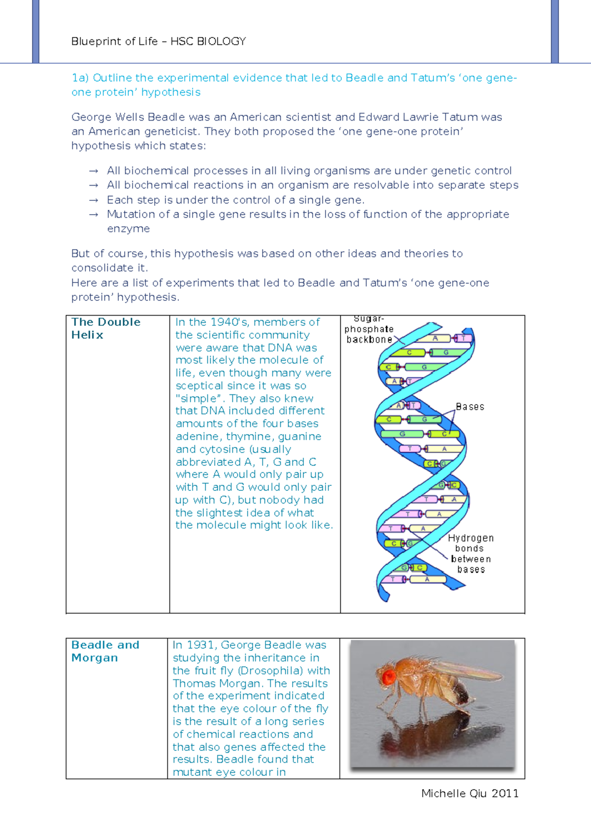 HSC BIOLOGY Assessment Task: Blueprint of Life and Protein Synthesis ...