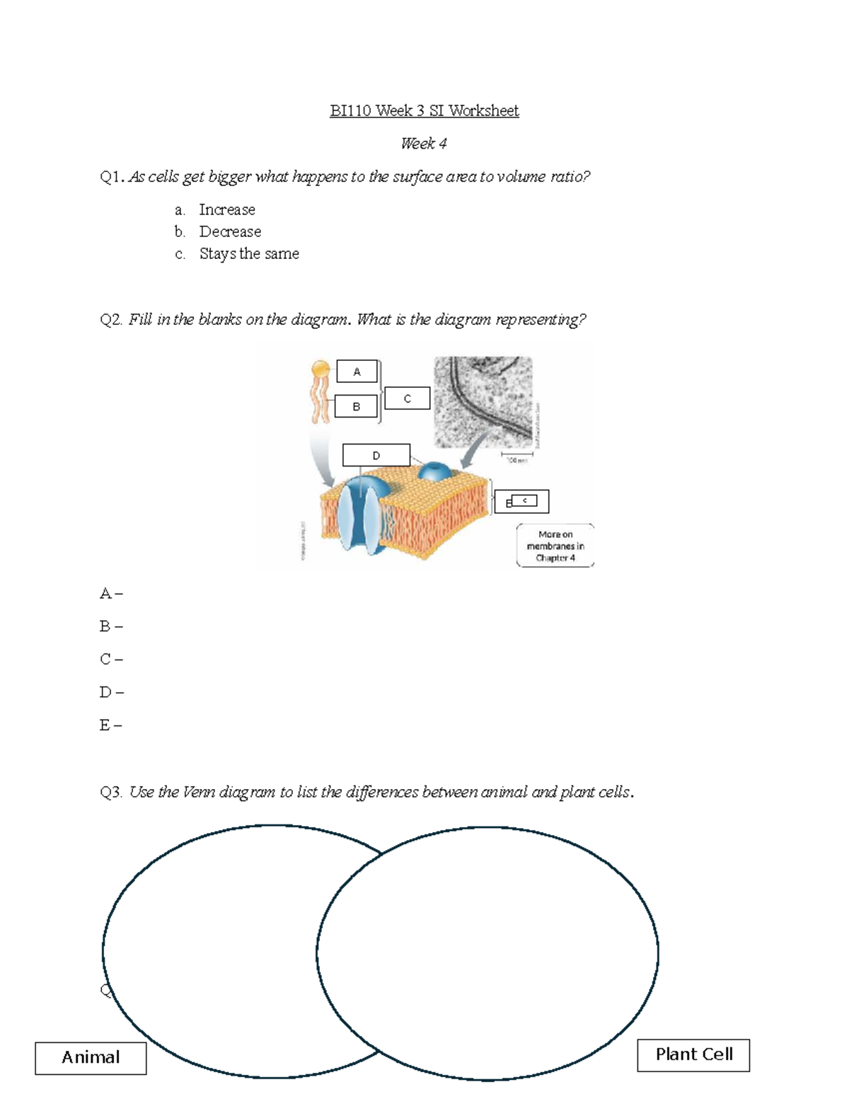 BI110 Week 3 SI Worksheet: Surface Area to Volume Ratio & Cell Types ...