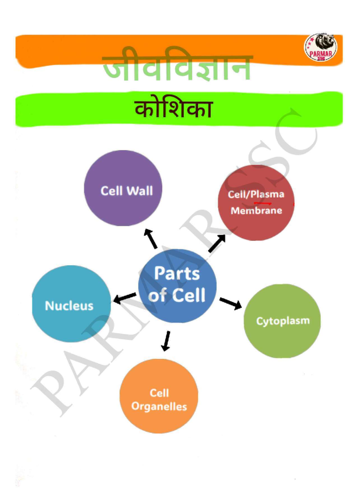 Biology PARMAR SSC 3: Cell Structure and Organelles Overview - Studocu