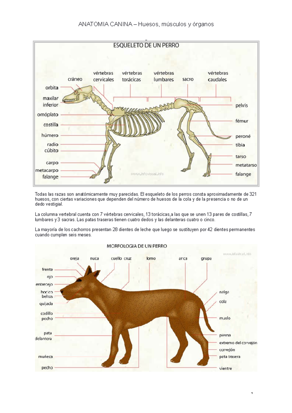 Anatomía Canina: Estudio de Huesos, Músculos y Órganos en Perros - Studocu